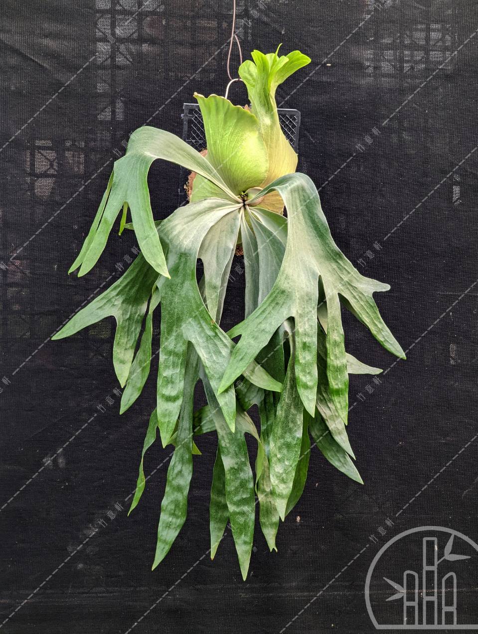 竹意軒的鹿角蕨小百科 | Platycerium Interactive Guide
